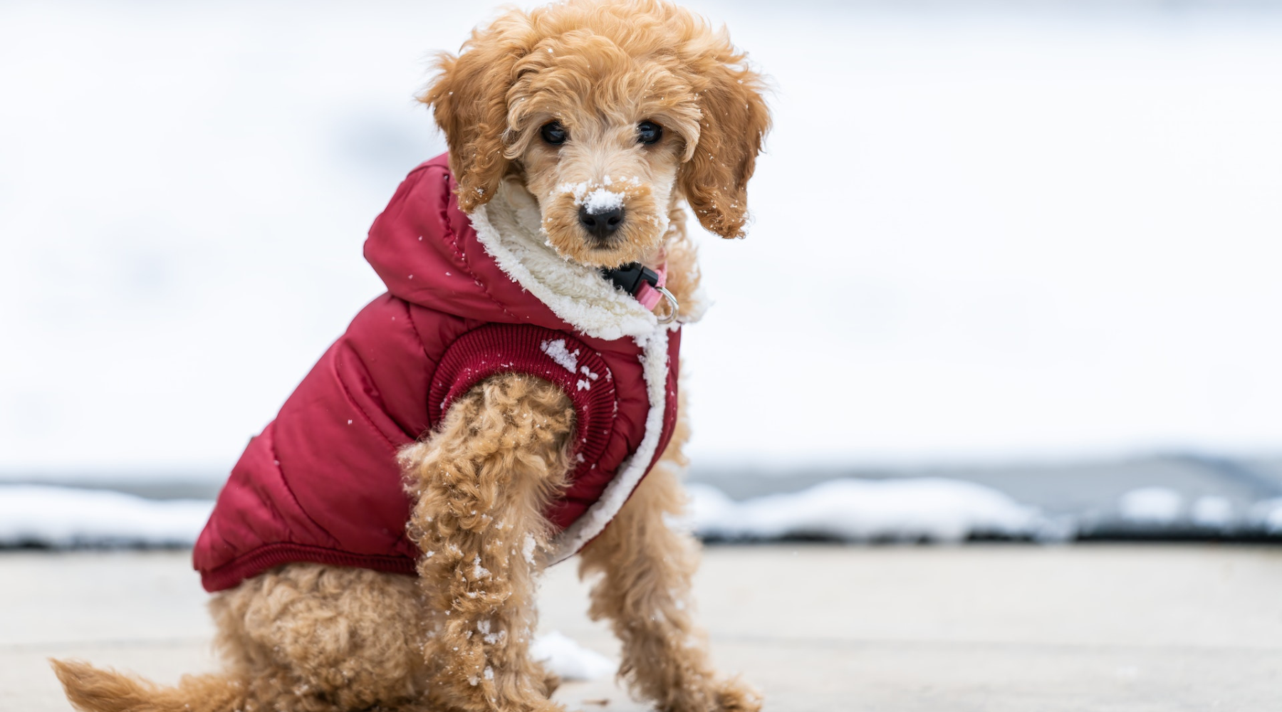Dog in clothing store